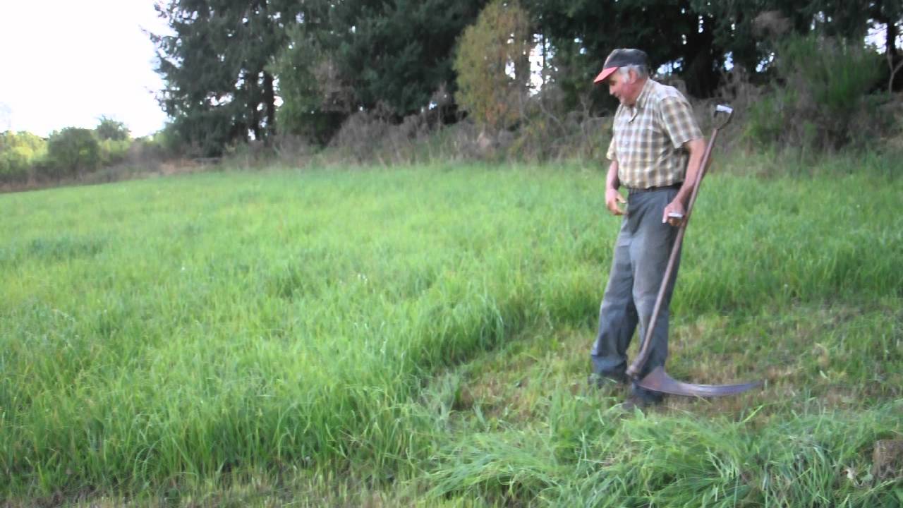 fauchage avec une faux - YouTube