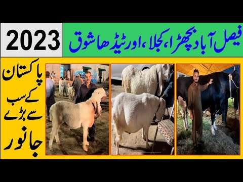 Pakistan ka Biggest Bachra Aur Heavyweight Kajla Chatra White Taddy ...