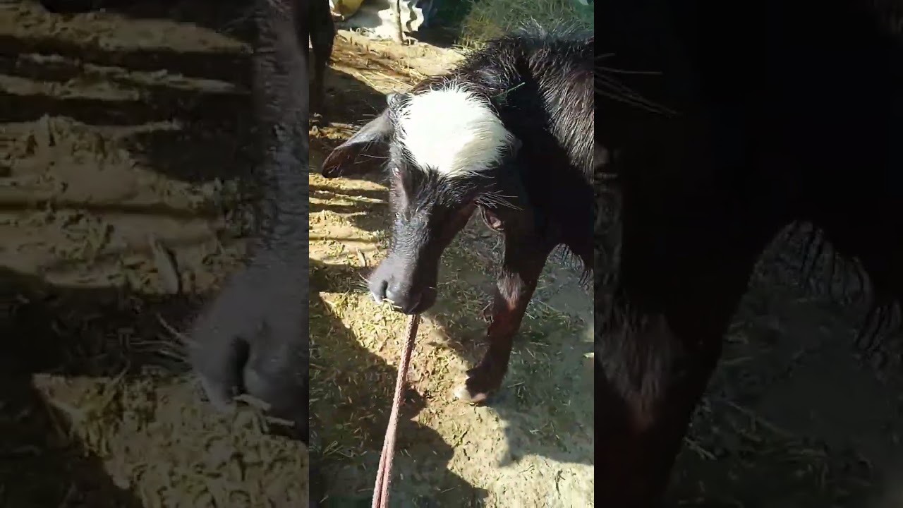 nili Ravi male calf sire by tank bull nili Ravi - YouTube