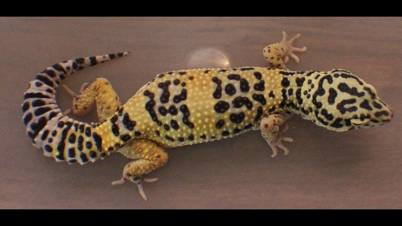 GIANT BOLD HET ECLIPSE LEOPARD GECKO DECEMBER 2015 TG-13-19 - YouTube