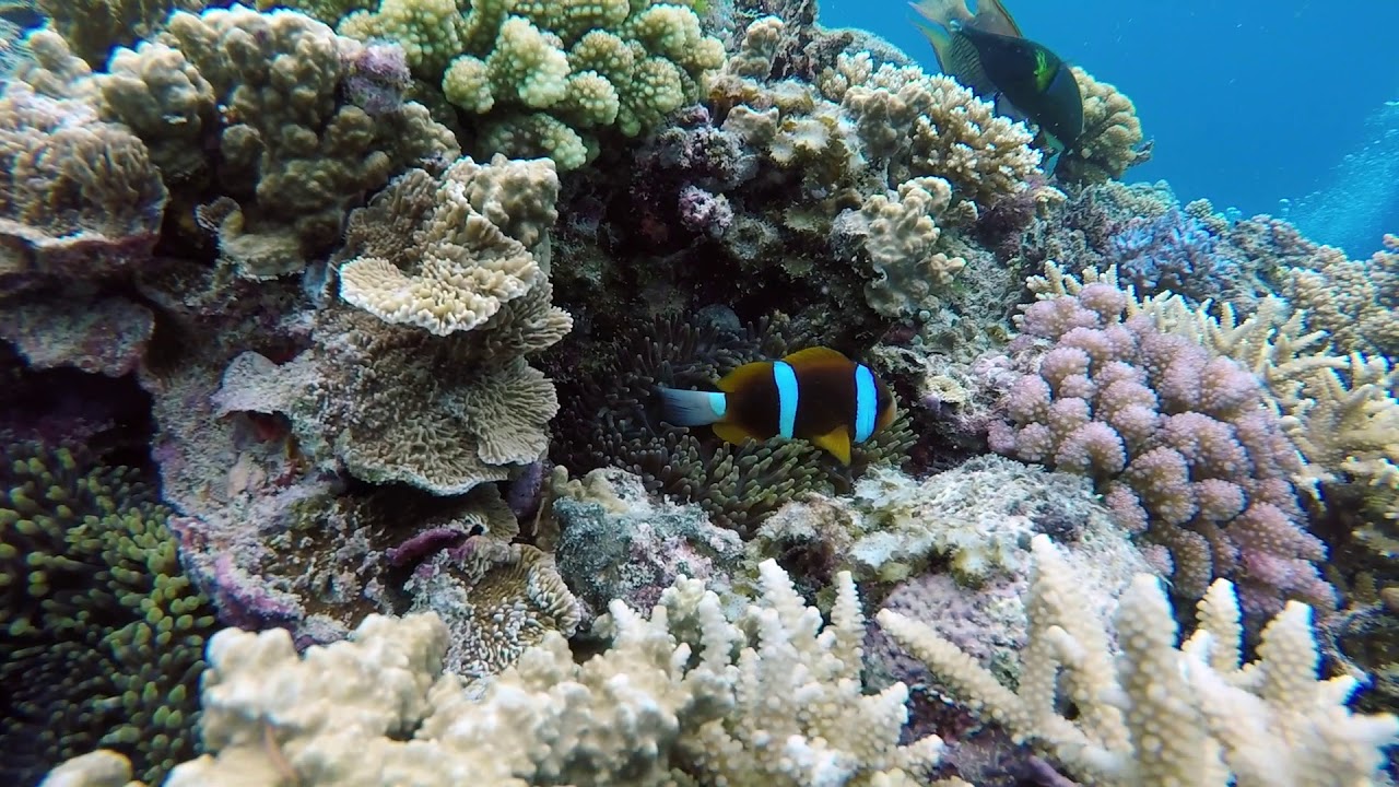 Australia: Great Barrier Reef - Ribbon Reef #3 - Steve's Bommie mit ...