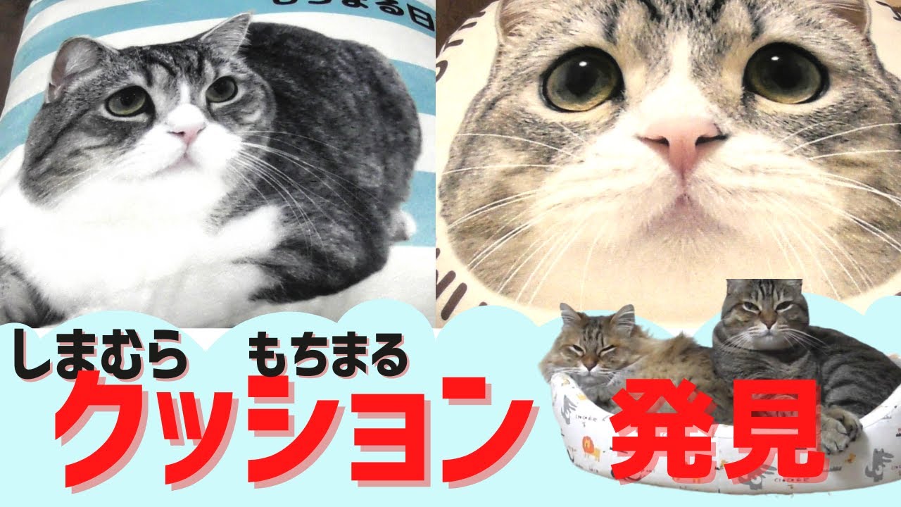 【クッション発見】しまむらコラボ もちまるグッズを紹介 Introducing Shimamura Collaboration ...