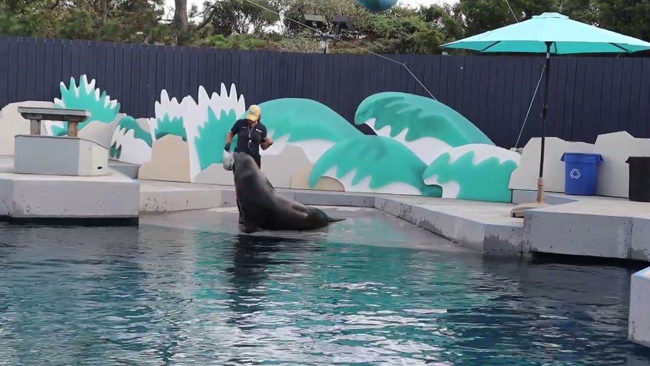 Sea Lion Circus - YouTube