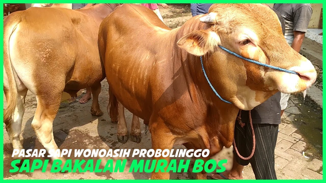 Sapi Bakalan Maknyos Pasar Sapi Wonoasih Probolinggo JATIM - YouTube