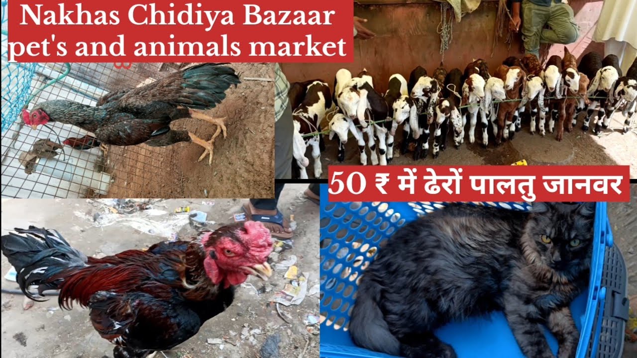 Chidiya Bazar Nakhas nimbu park|| pets and animals market ..😱 - YouTube