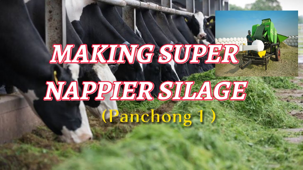 HOW TO MAKE SILAGE USING SUPER NAPPIER (panchong )& ADDING MORE ENERGY ...