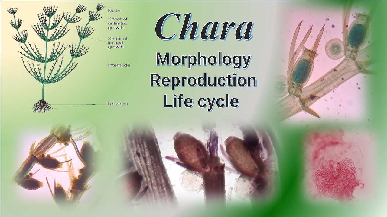 Chara Morphology, Reproduction and Life cycle along with slide ...