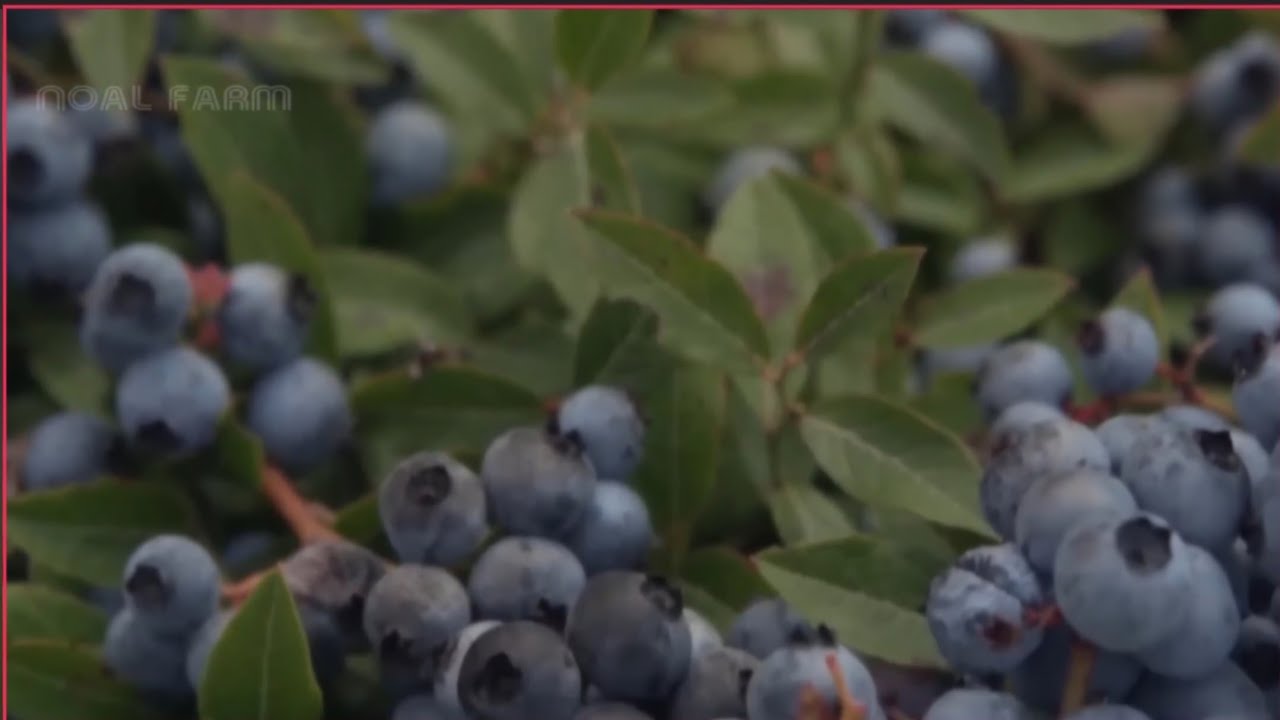 How Millions Pounds Of Wild Blueberries are Harvesting and Processing ...