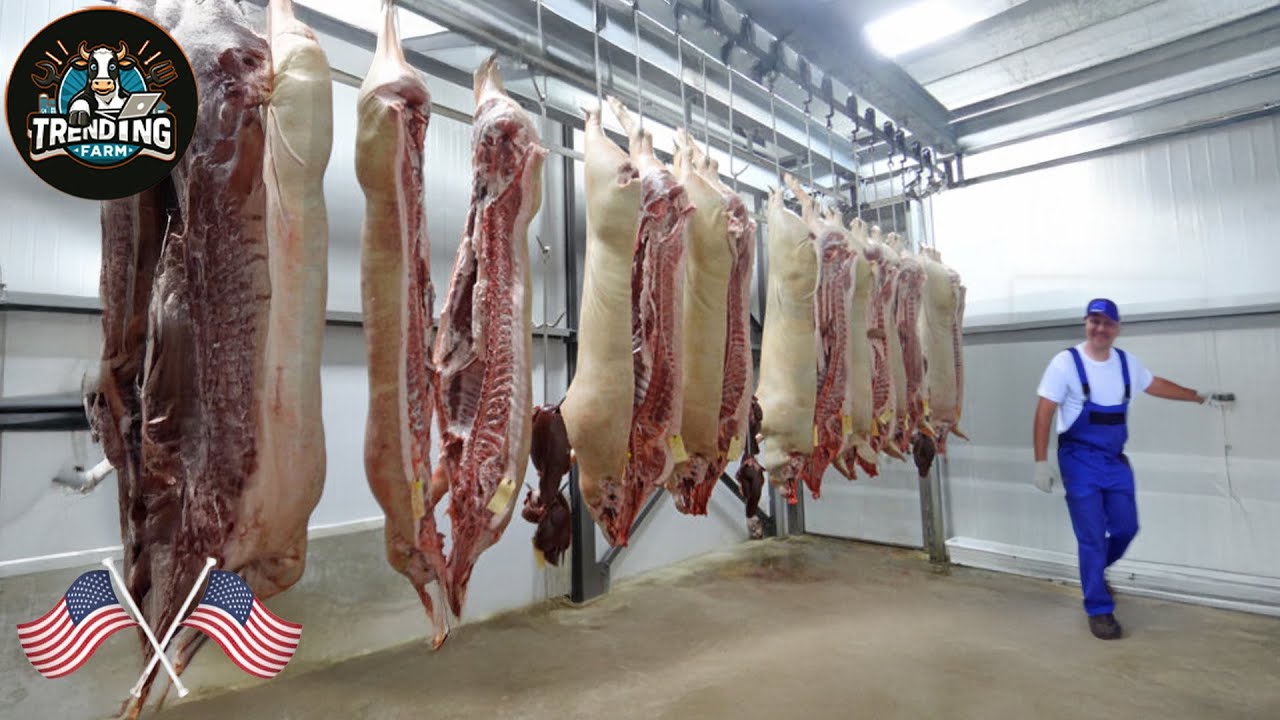Shocking ! Inside Korea’s Cutting Edge Pork Factory Where Tradition ...