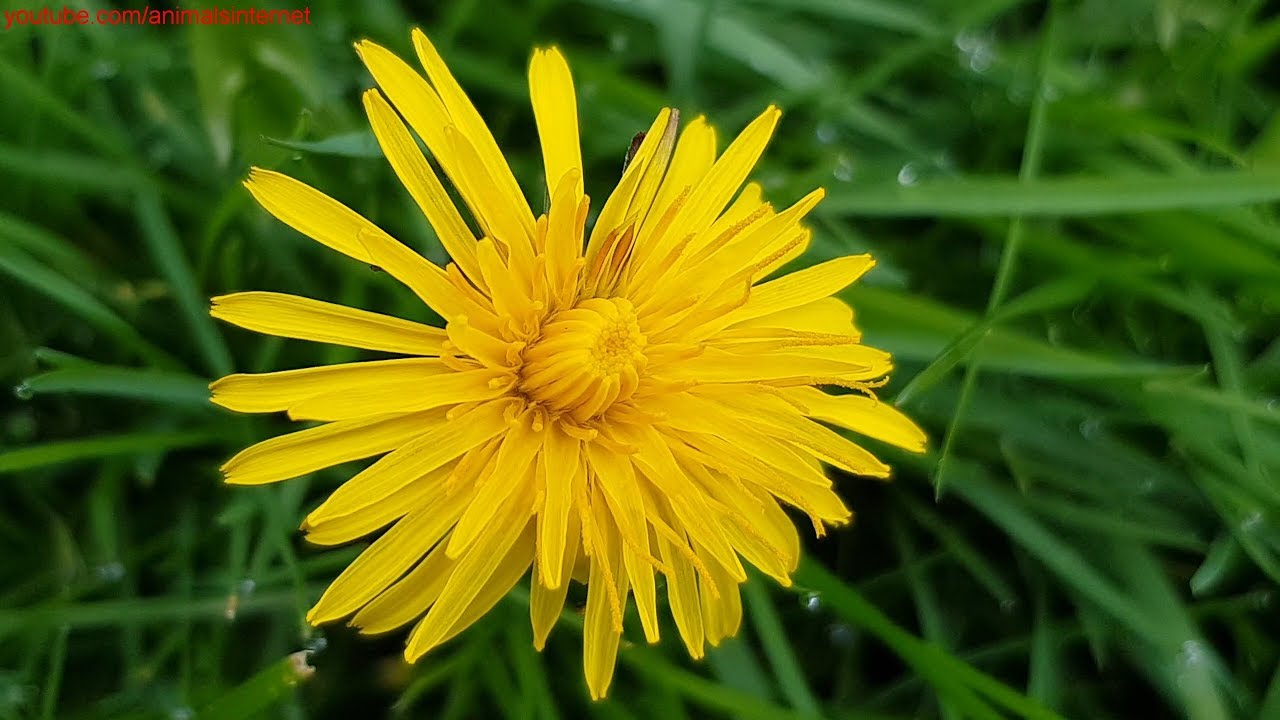 First April Flowers. QuadHD 1440p - YouTube