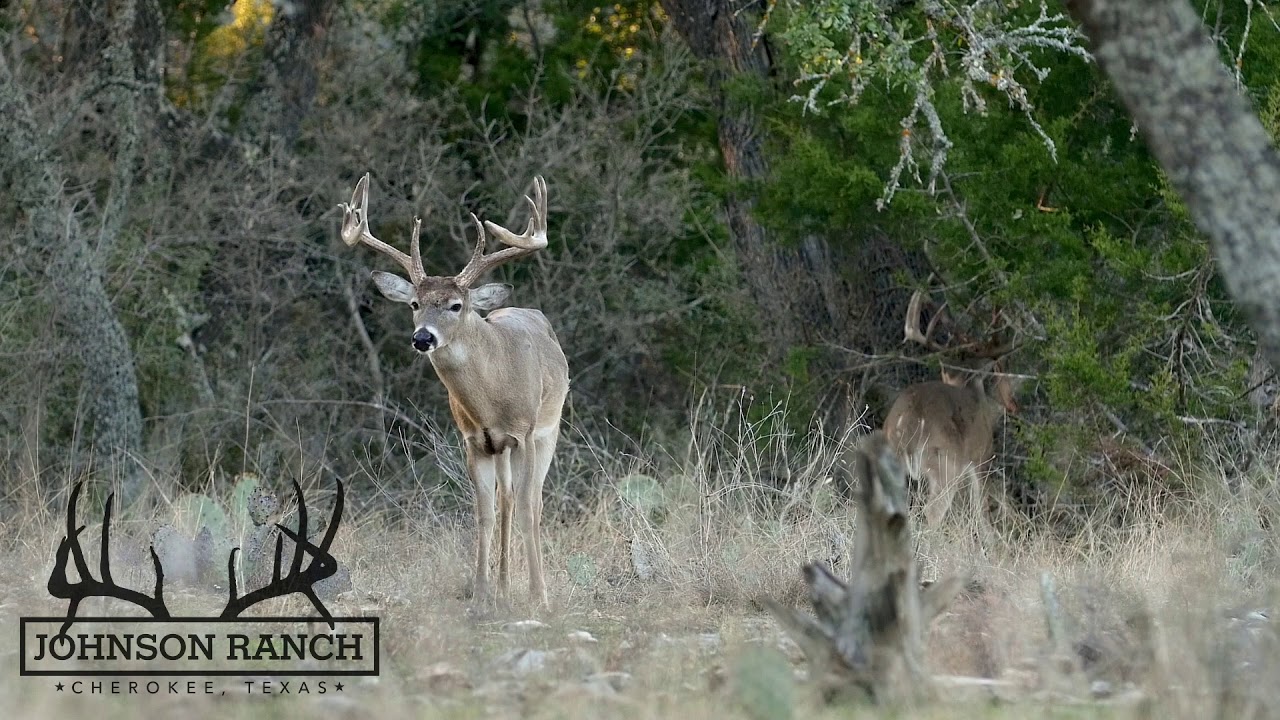 Native Texas Hill Country Buck video - YouTube
