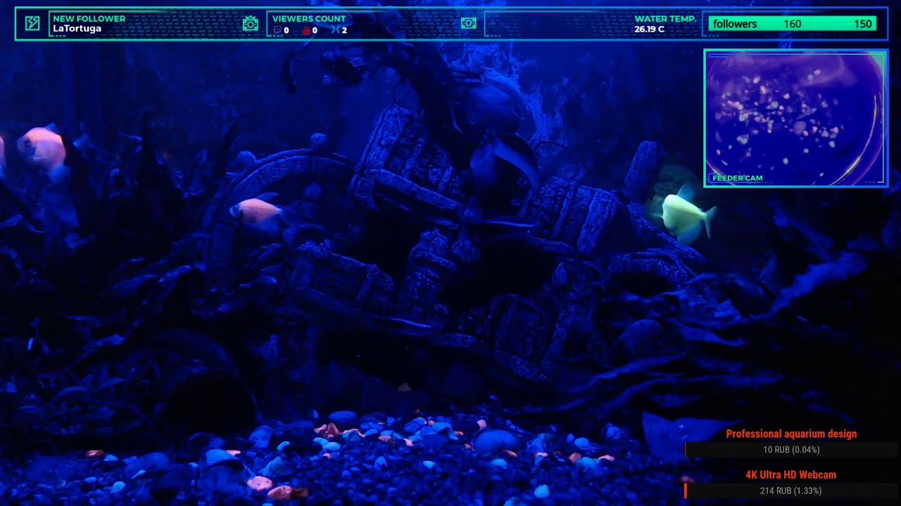 Aquavil aquarium live stream HD - YouTube
