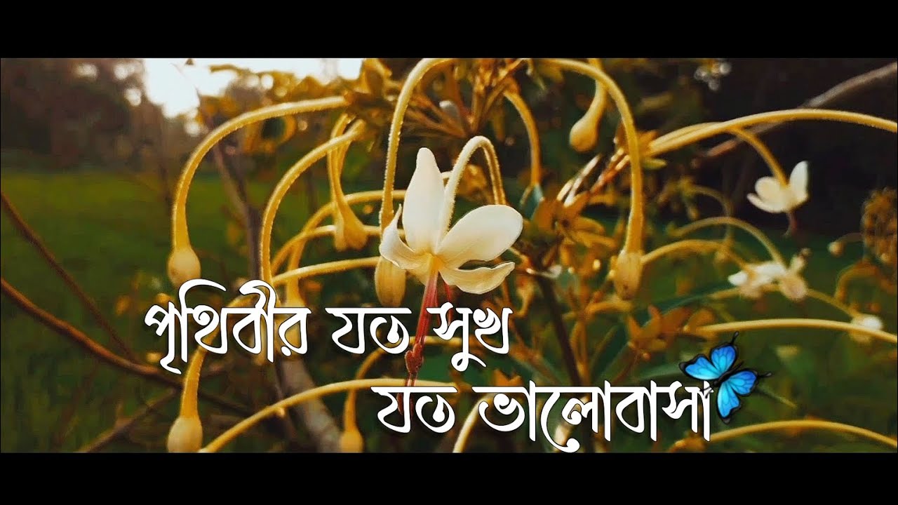 Prithibir Joto Sukh(পৃথিবীর যত সুখ)- Habib Wahid & Nancy •Lyrics ।। 🖤 ...