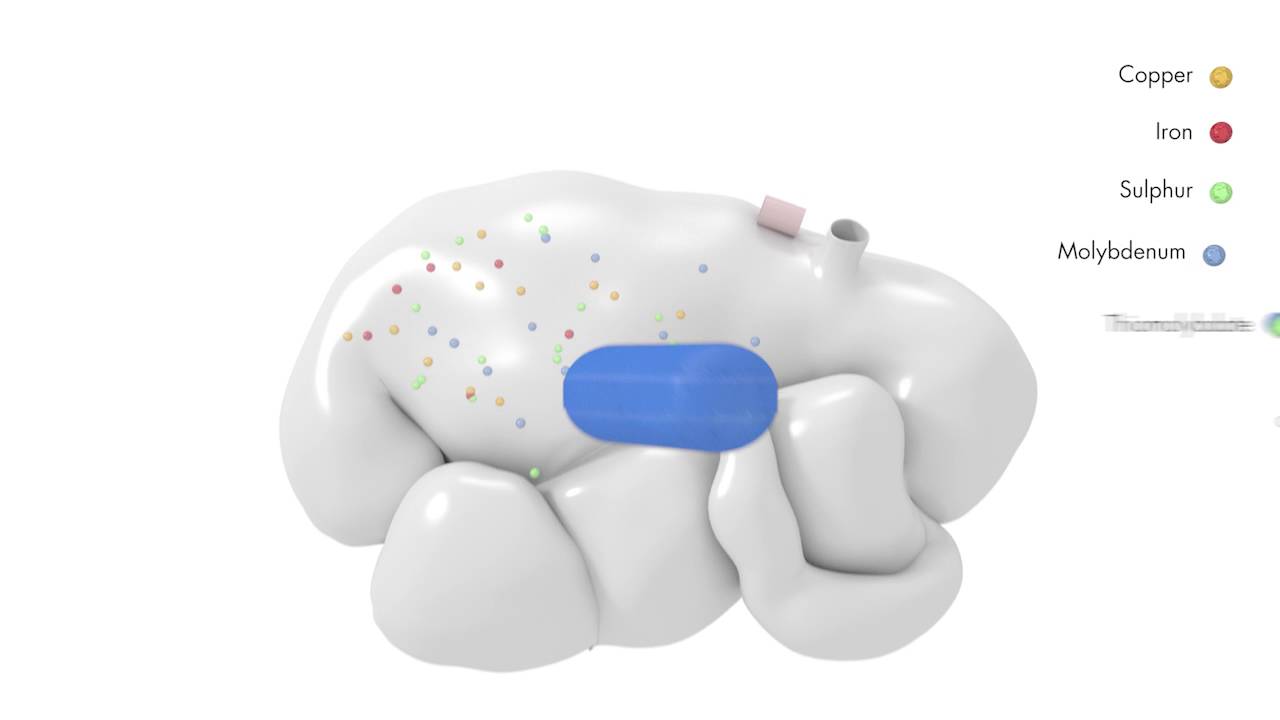 Coseicure and Cosecure Bolus - how it works - YouTube