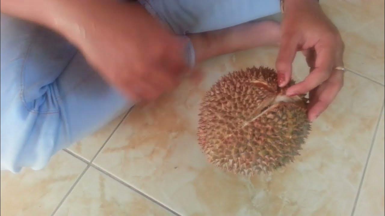 Tutorial Membuka Durian Menggunakan Tangan - YouTube