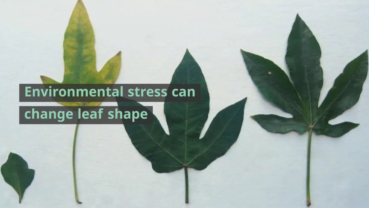 Modelling Three-Dimensional Leaf Shape Variation - YouTube