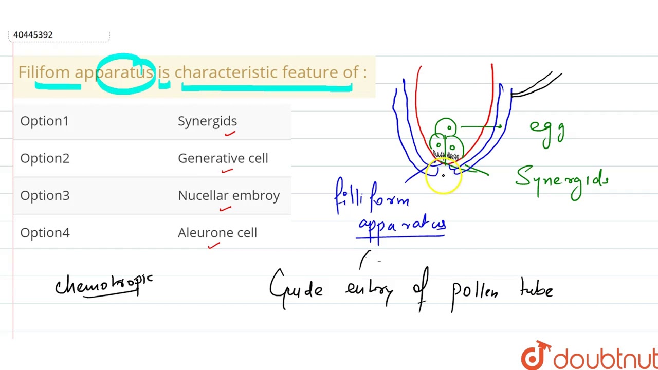 Filifom apparatus is characteristic feature of : - YouTube