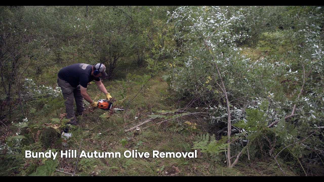 Bundy Hill Autumn Olive Removal - YouTube