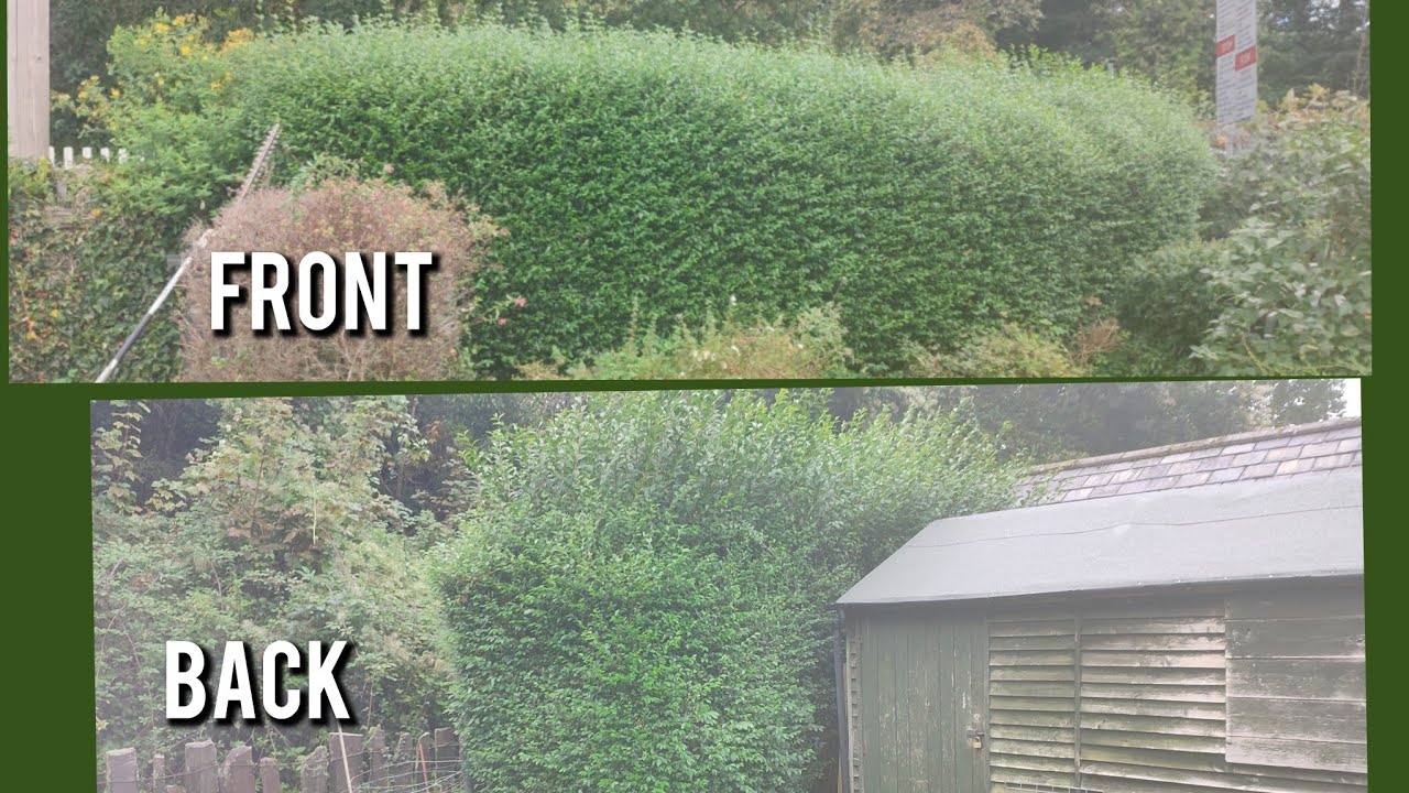 REALLY NICE HEDGE WORK PASSING BY TRAINS - YouTube