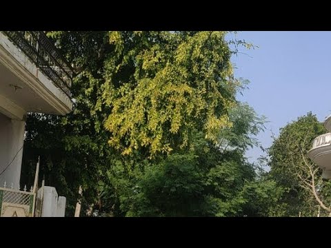 gomti river jaunpur - YouTube