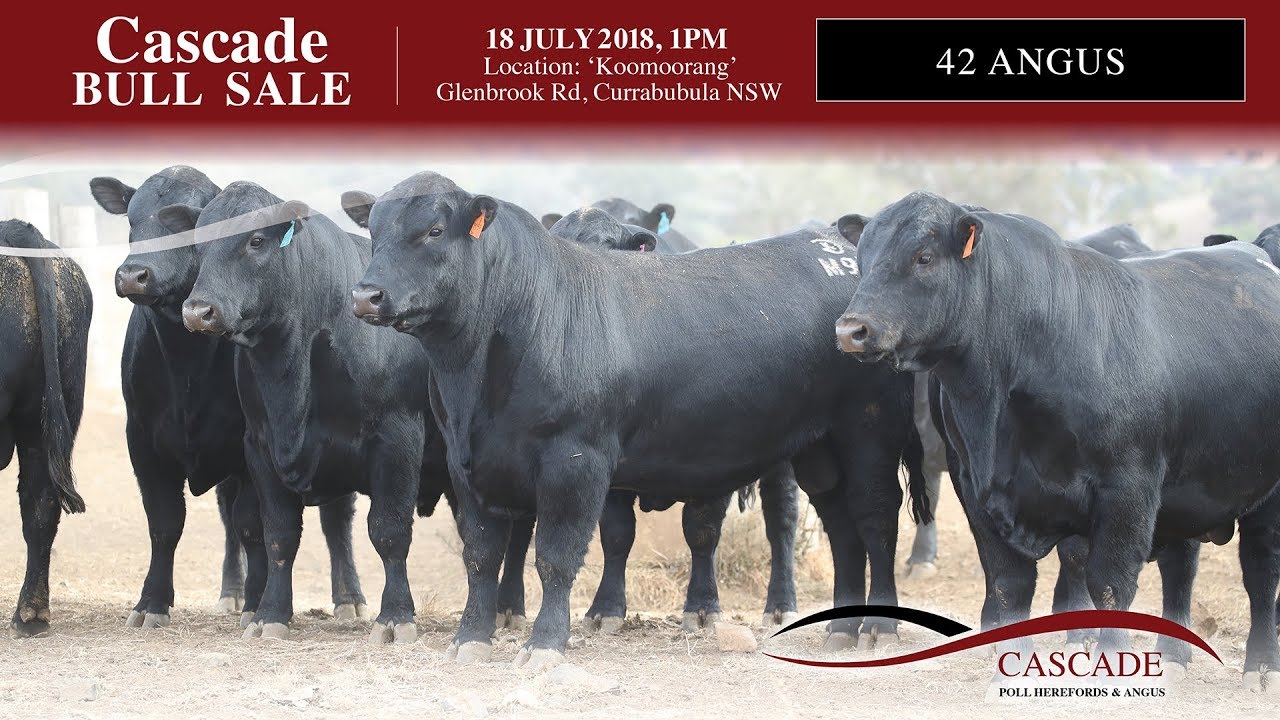 Cascade Angus 2018 Preview - YouTube