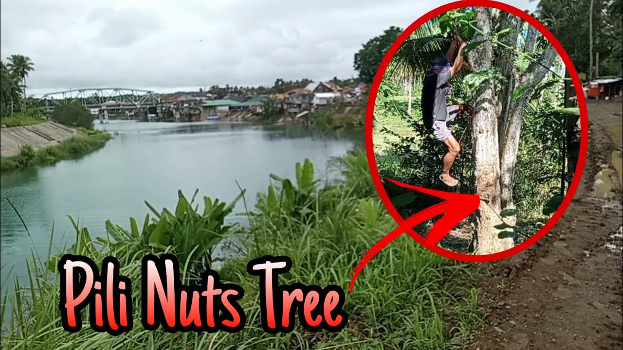 PILI TREE SA CALBIGA RIVER - YouTube