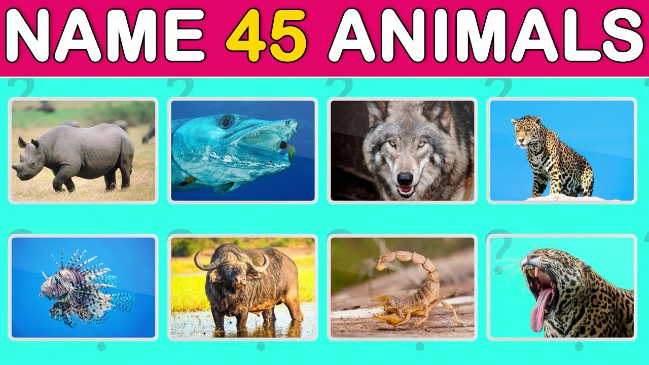 Ultimate Dangerous Animals Quiz Challenge for Kids - YouTube