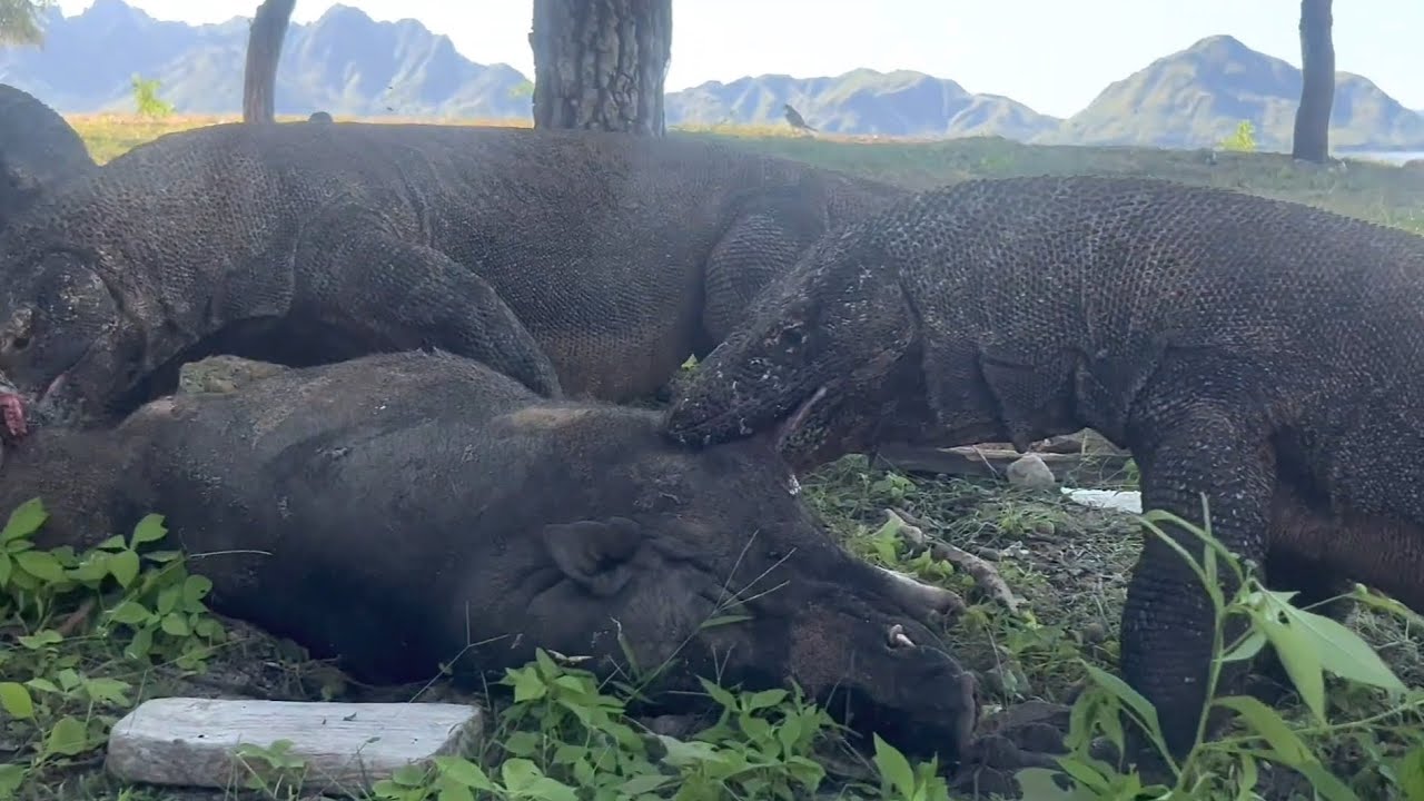 How Komodo Dragons Hunt Together #komodo #video #animals #yt - YouTube