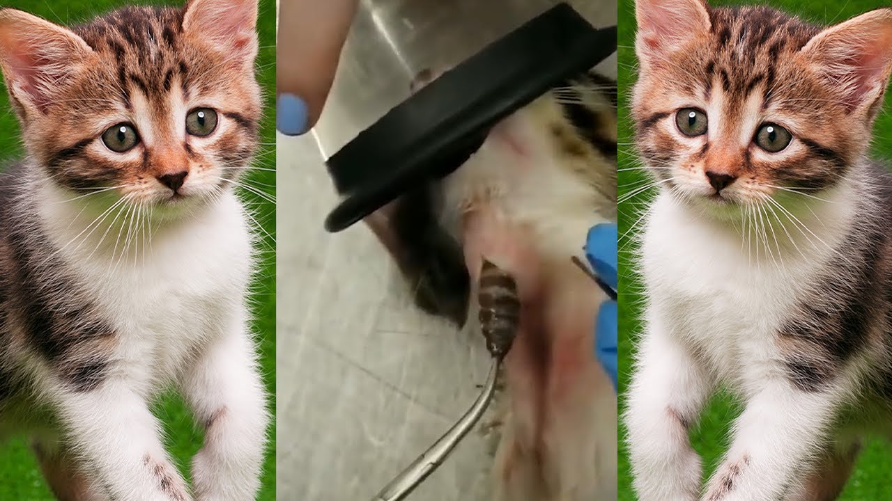 Botfy Larva Removal From Kitten || Botfly Removal #33 - YouTube