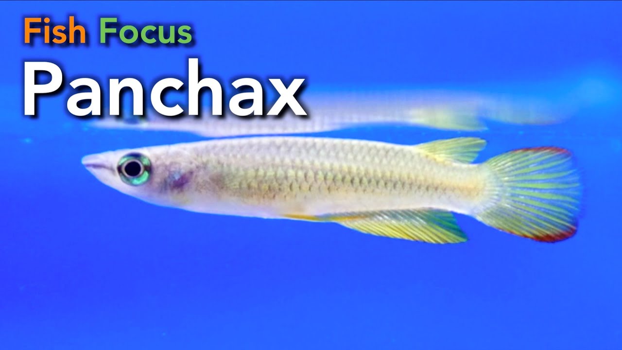 Fish Focus - Panchax - YouTube