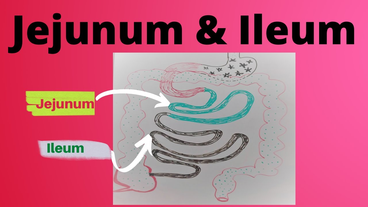 Jejunum and Ileum | Part 2 Small intestine - YouTube