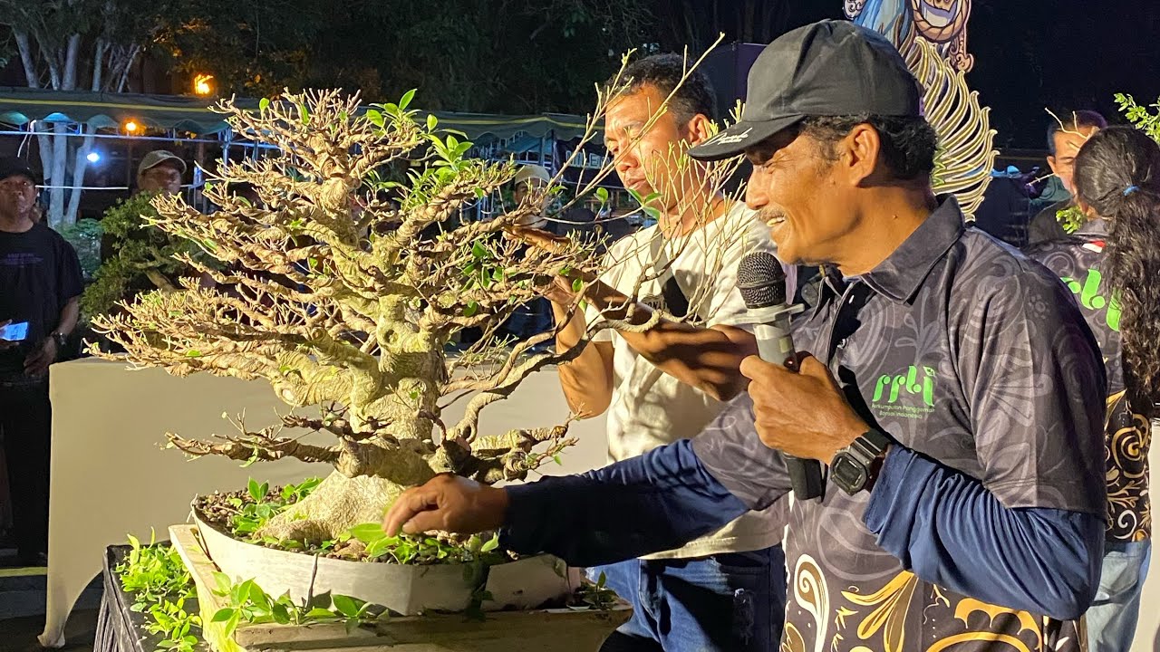 MASTER BONSAI BALI BAPAK MADE KARI || DEMO BONSAI - YouTube