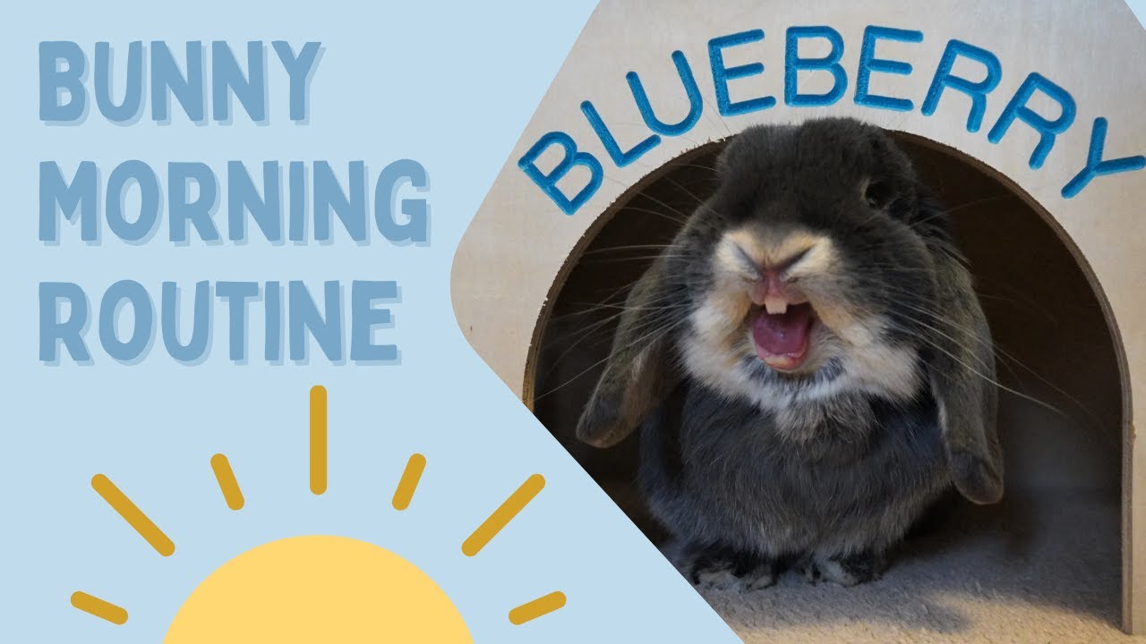 Bunny Morning Routine 2022! - YouTube