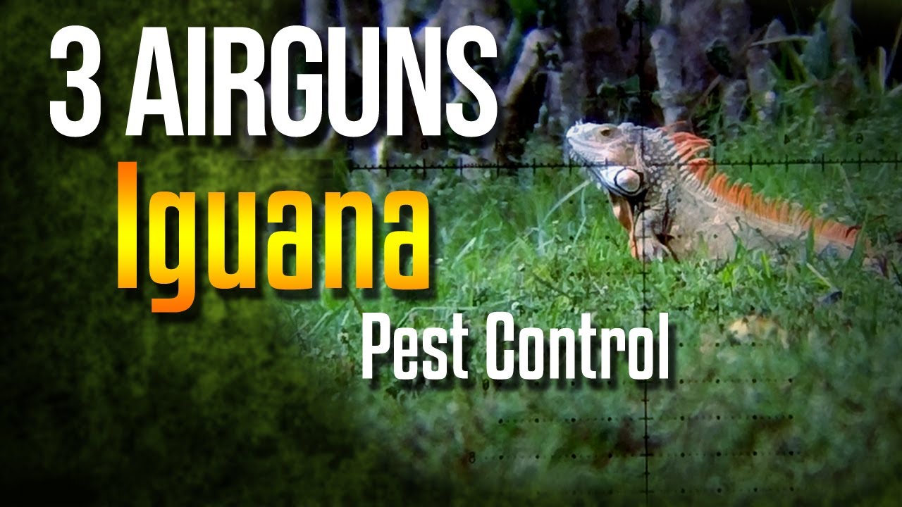3 Airguns | Iguana Pest Control | Orion the Iguana Hunter - YouTube