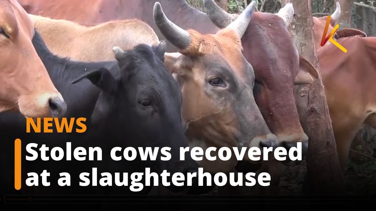 Police recover stolen cows at a slaughterhouse in Kandara Murang'a ...