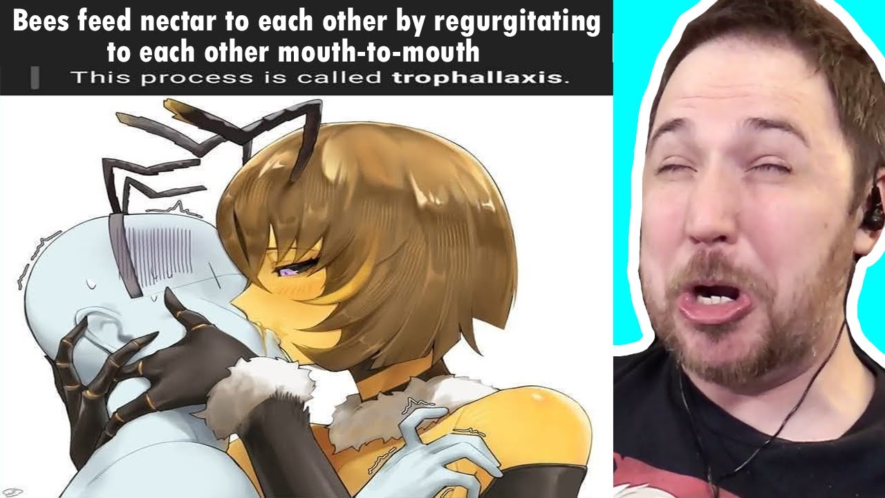I'VE LEARNED TOO MUCH ABOUT BEES - Lost Pause Reddit - YouTube