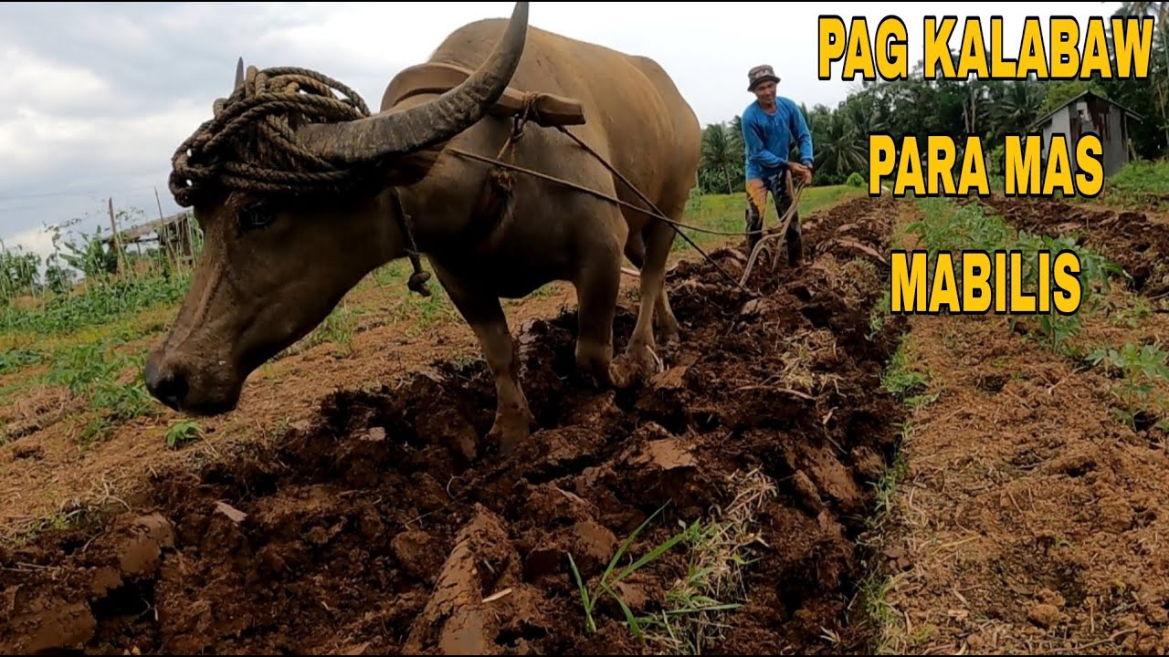 KALABAW NA ANG NAGBUNGKAL NG PANAMBAK SA KAMATIS - YouTube