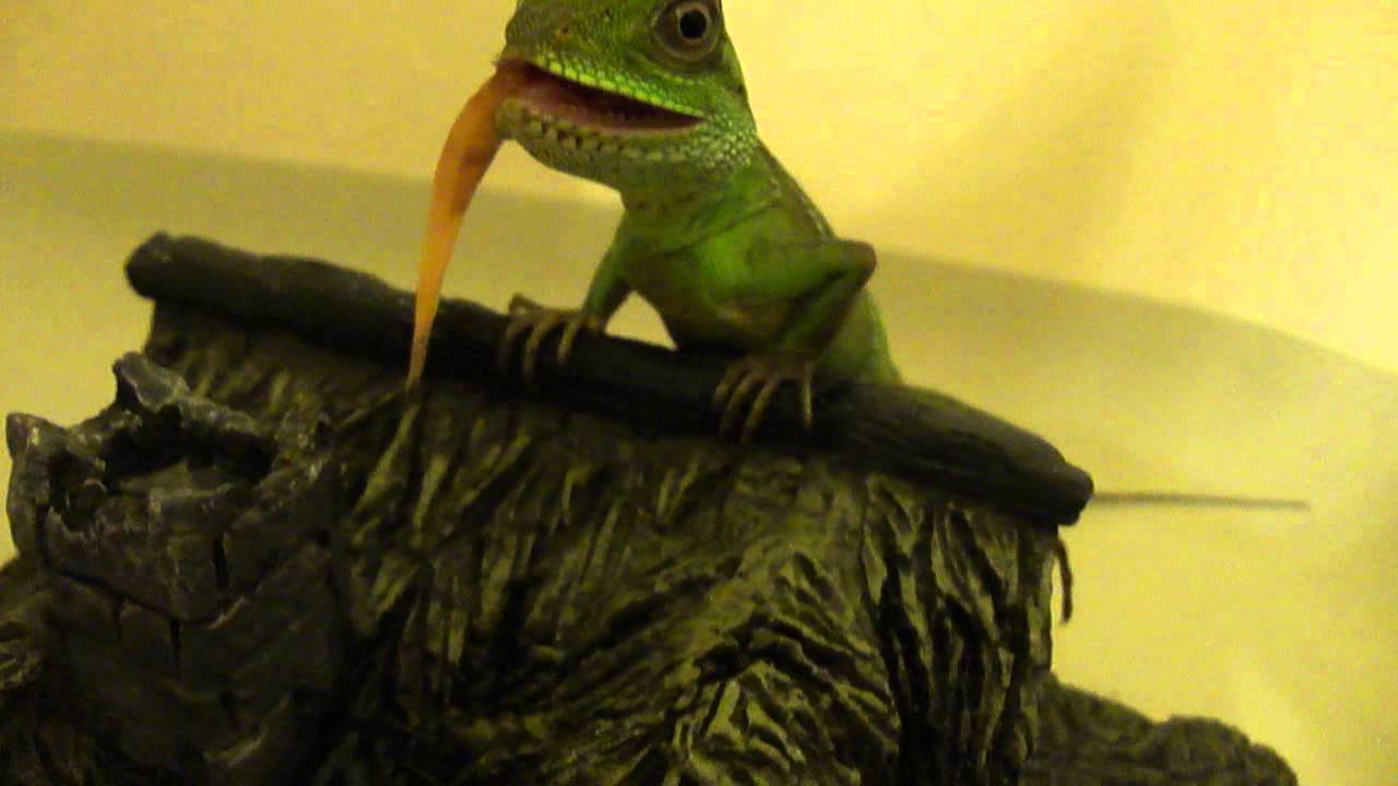 Ninja eating a fish (Chinese water dragon) - YouTube