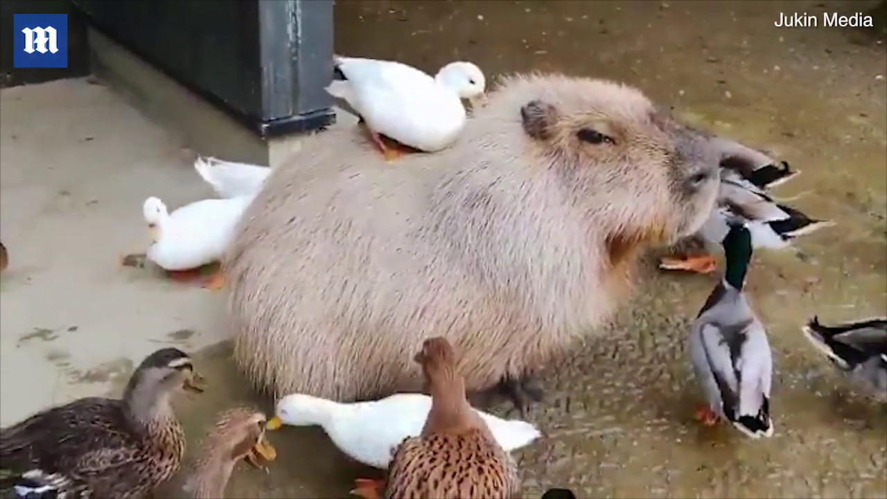 Capybara sits calmly as playful ducks groom his back!! - YouTube