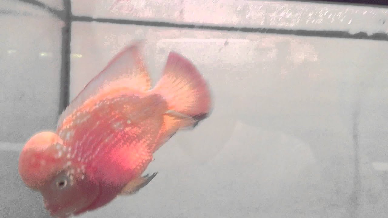 MP monkey Kamfa 4 inch - YouTube