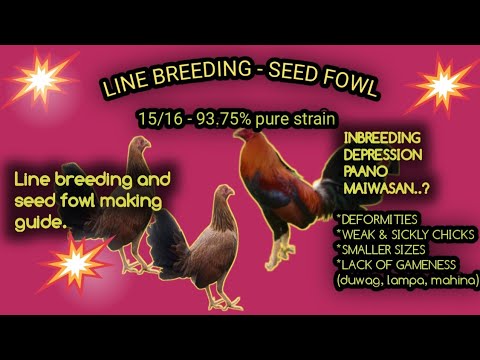 LINE BREEDING & SEEDFOWL MAKING 15/16 - 93.75% PURITY. (w/out ...