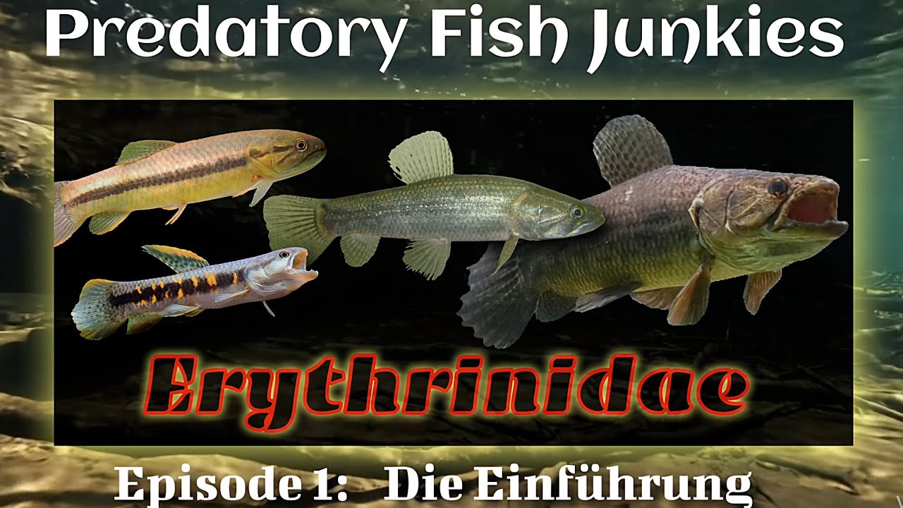 "Erythrinidae" Raubsalmler [2025] Dokumentation - YouTube