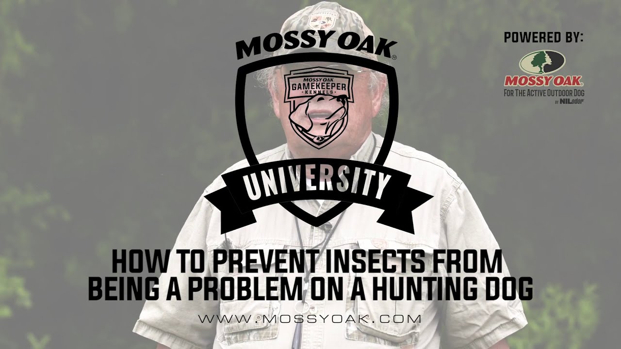 Insect Prevention For Your Dog - YouTube