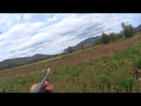 36 kalibre tek kırma ile bıldırcın avı.