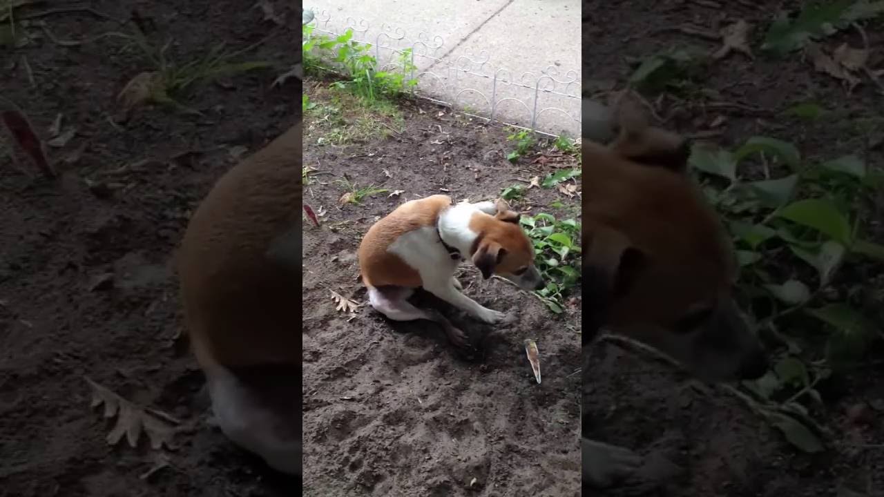 Dog masterbating lol - YouTube