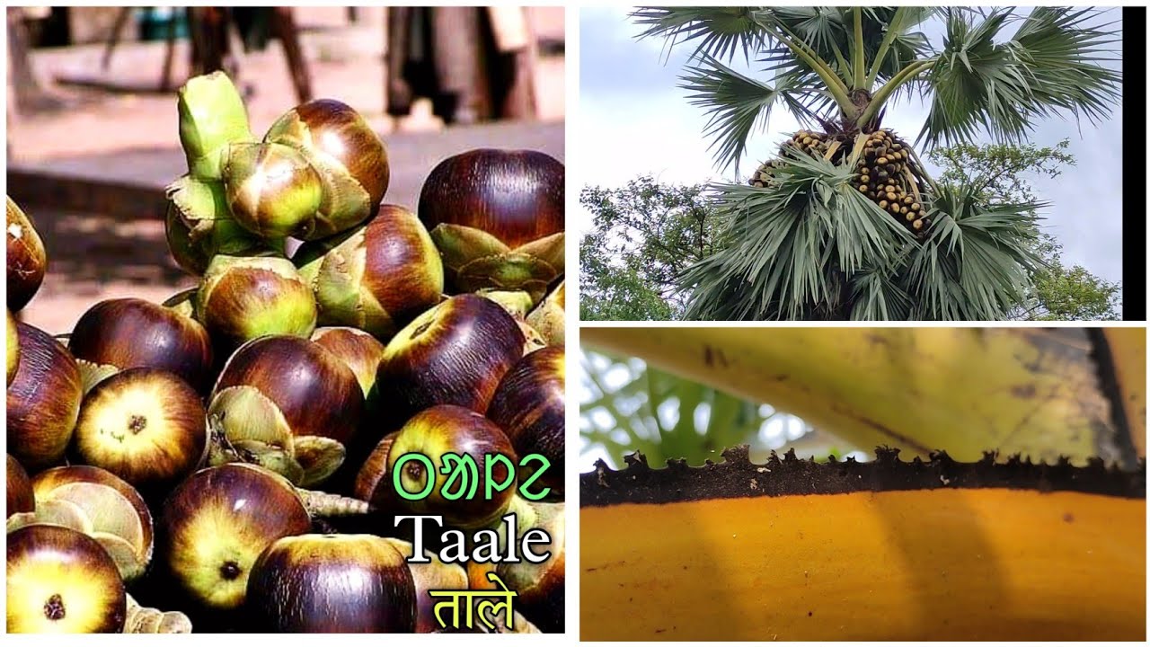 Taale,taal,Borassus flabellifer, Palm,tarh - YouTube