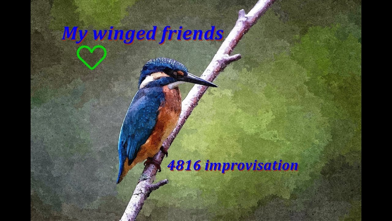 My winged friends - 4816 improvisation - YouTube
