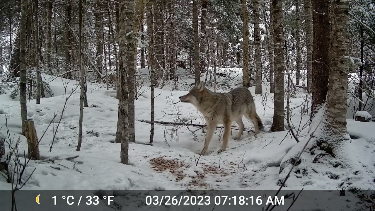 Maine Wolf Sightings