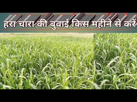 हरा चारा बुवाई किस महीने किया जाता है || hara Chara ki buvayi Kab kare ...