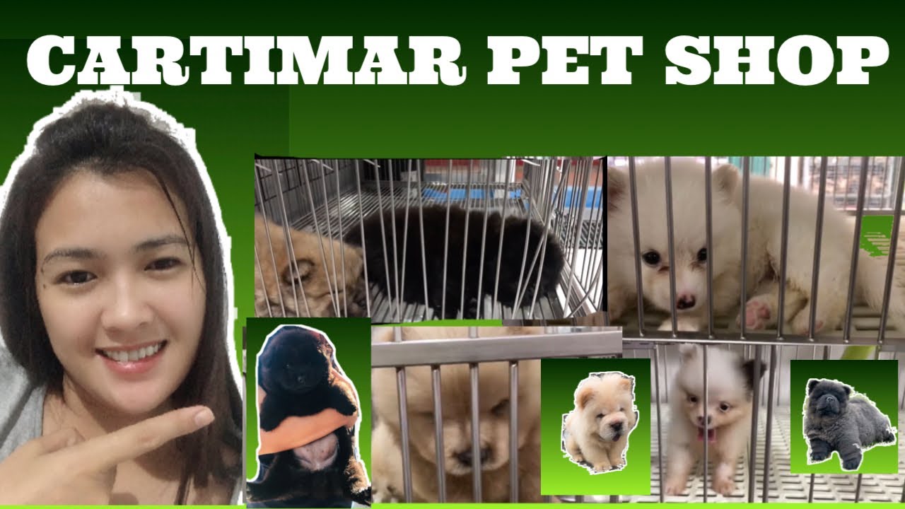 CARTIMAR PET SHOP QUICK PRICE UPDATE 2020 - YouTube